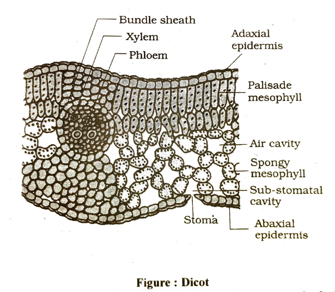 Class 11 Biology Chapter 6 Anatomy of Flowering Plants - Dev Library